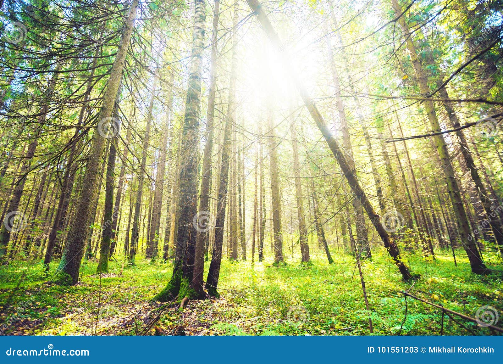 Bright Sun Shining through the Trees in Forest Stock Image - Image of ...