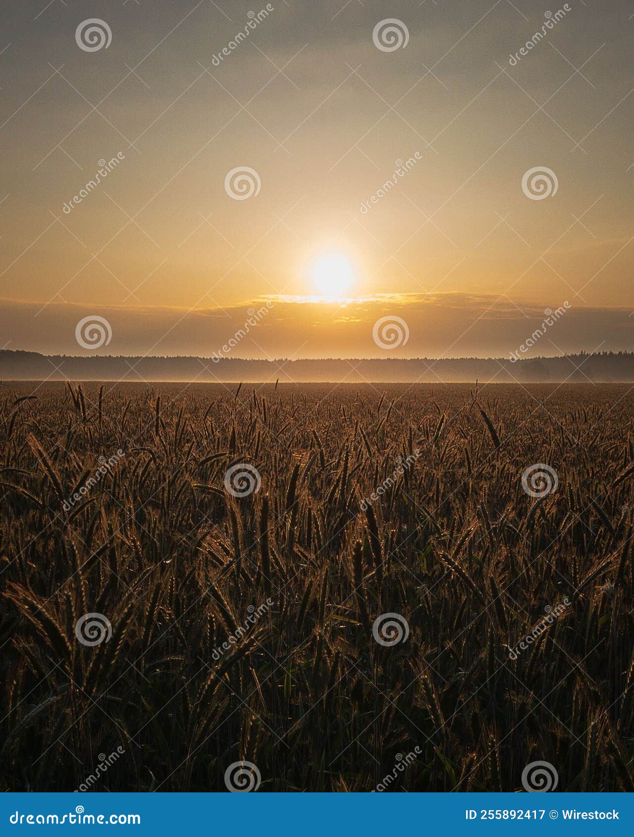 Bright Sun in the Sunset Sky Shining Over the Wheat Field Stock Image ...