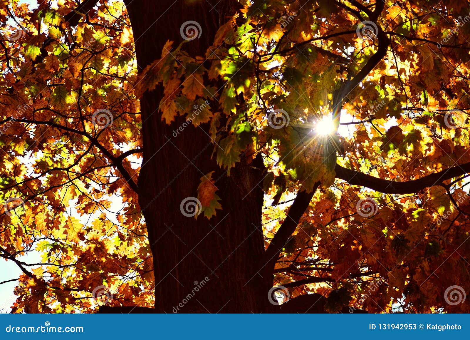 Sunlight Shining through a Colorful Maple Tree Stock Image - Image of ...