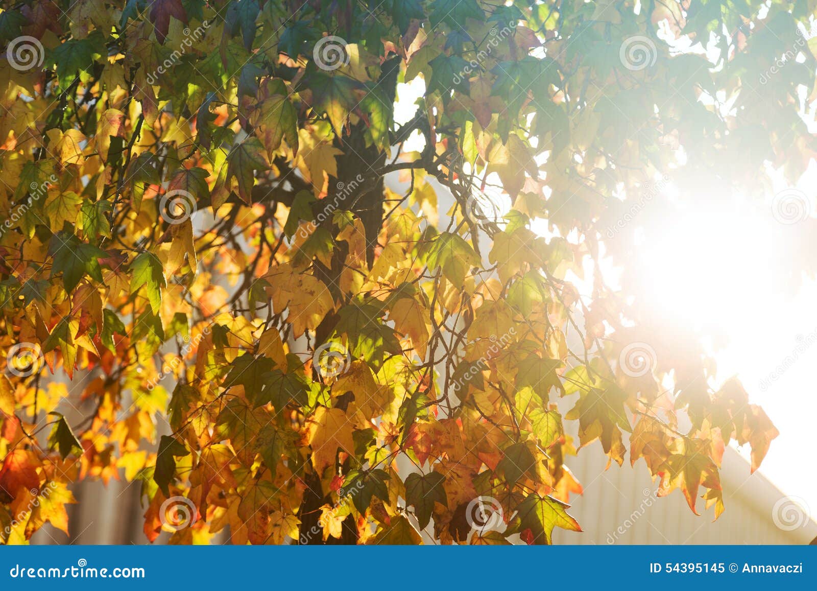 Bright Sunburst through Leafy Tree Stock Image - Image of autumnal ...