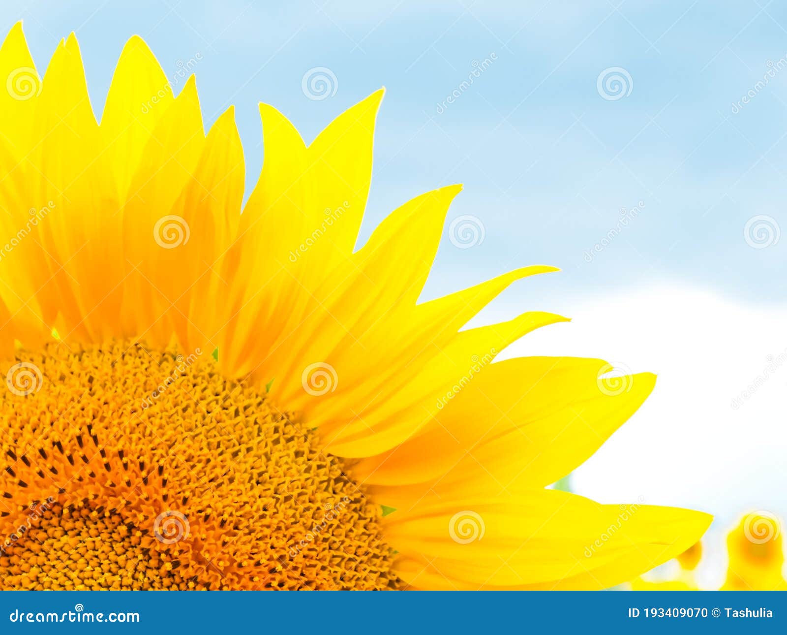 Bright Sunflower in a Field, Quater of Flower Stock Photo - Image of ...