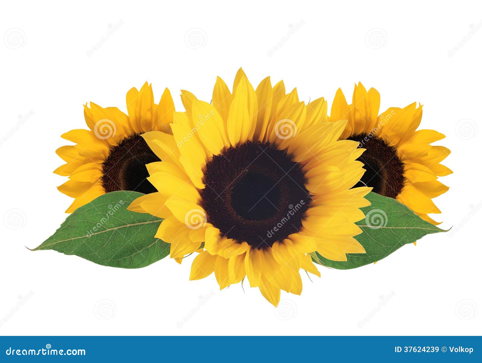 Bright Sunflowers Isolated on White Stock Image - Image of culture ...