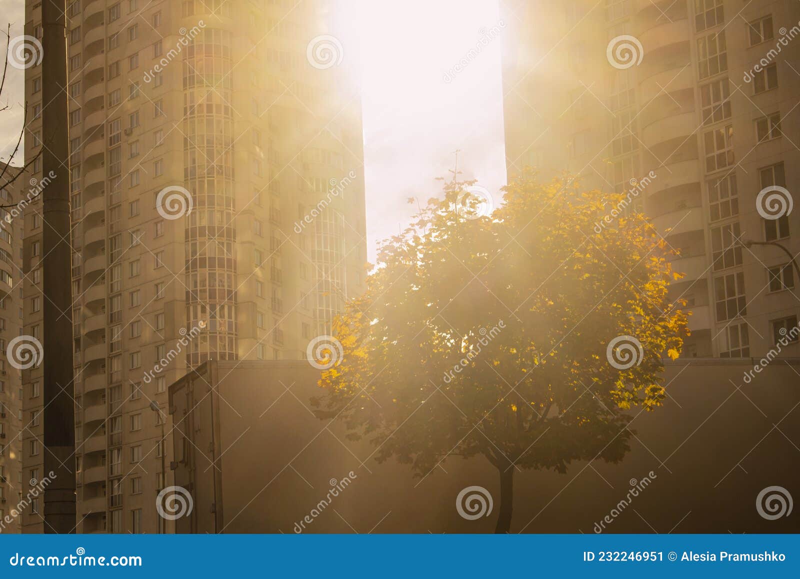 Bright Sunlight on a Big Tree Stock Image - Image of outdoors, park ...