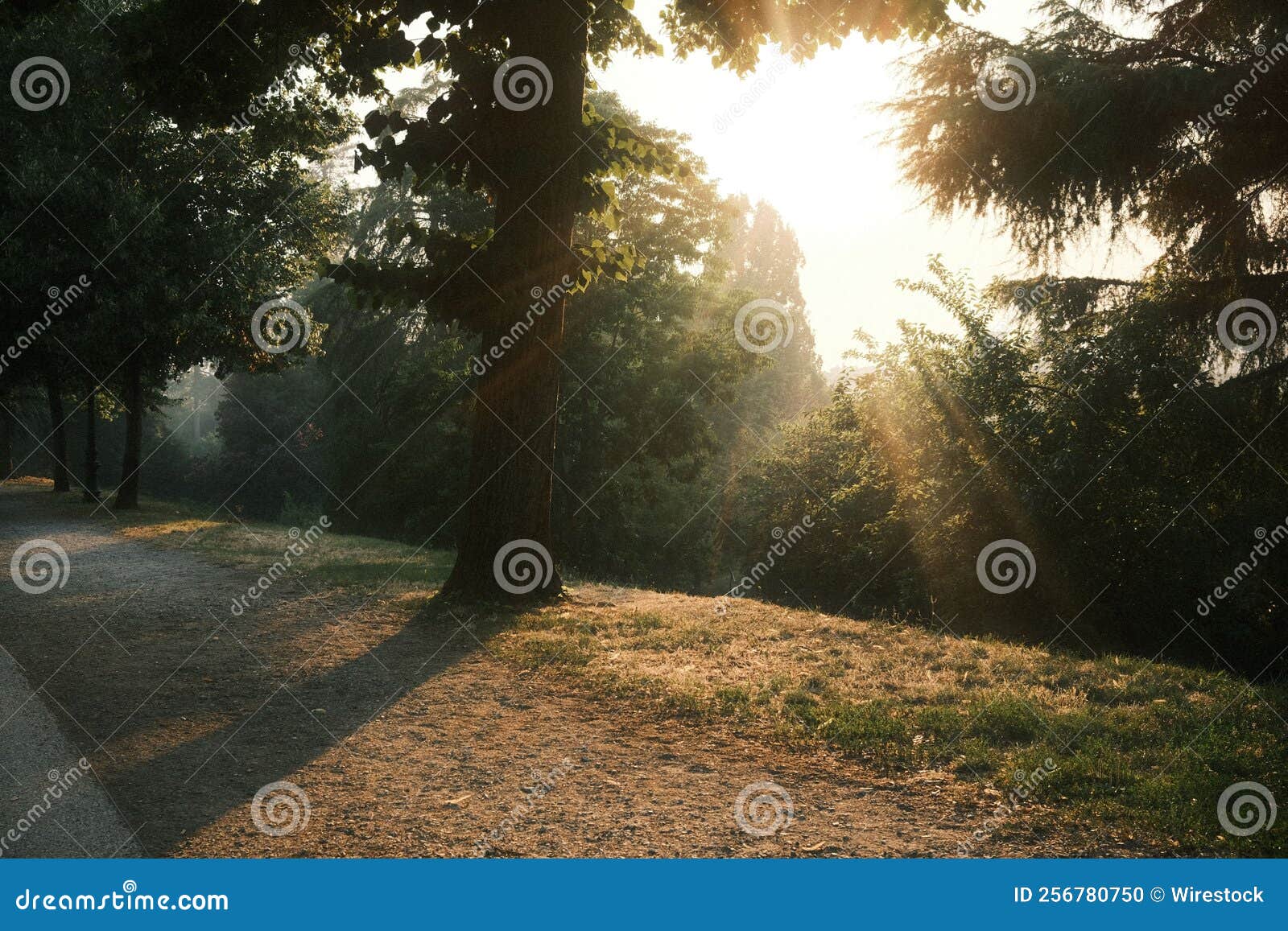 Bright Sunlight Falling on Trees and Leaving Shadows in a Park during ...