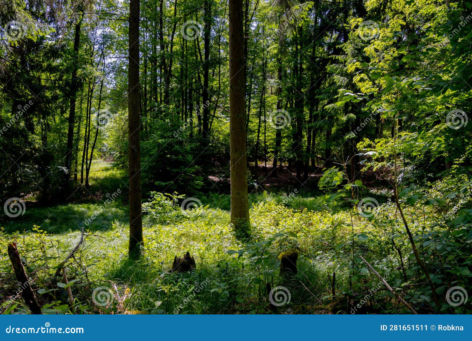 Bright Sunlight in a Forest Clearing Stock Image - Image of idyllic ...