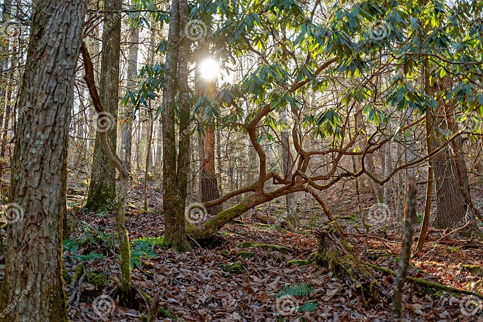 Sun setting in the forest stock photo. Image of glare - 269337870