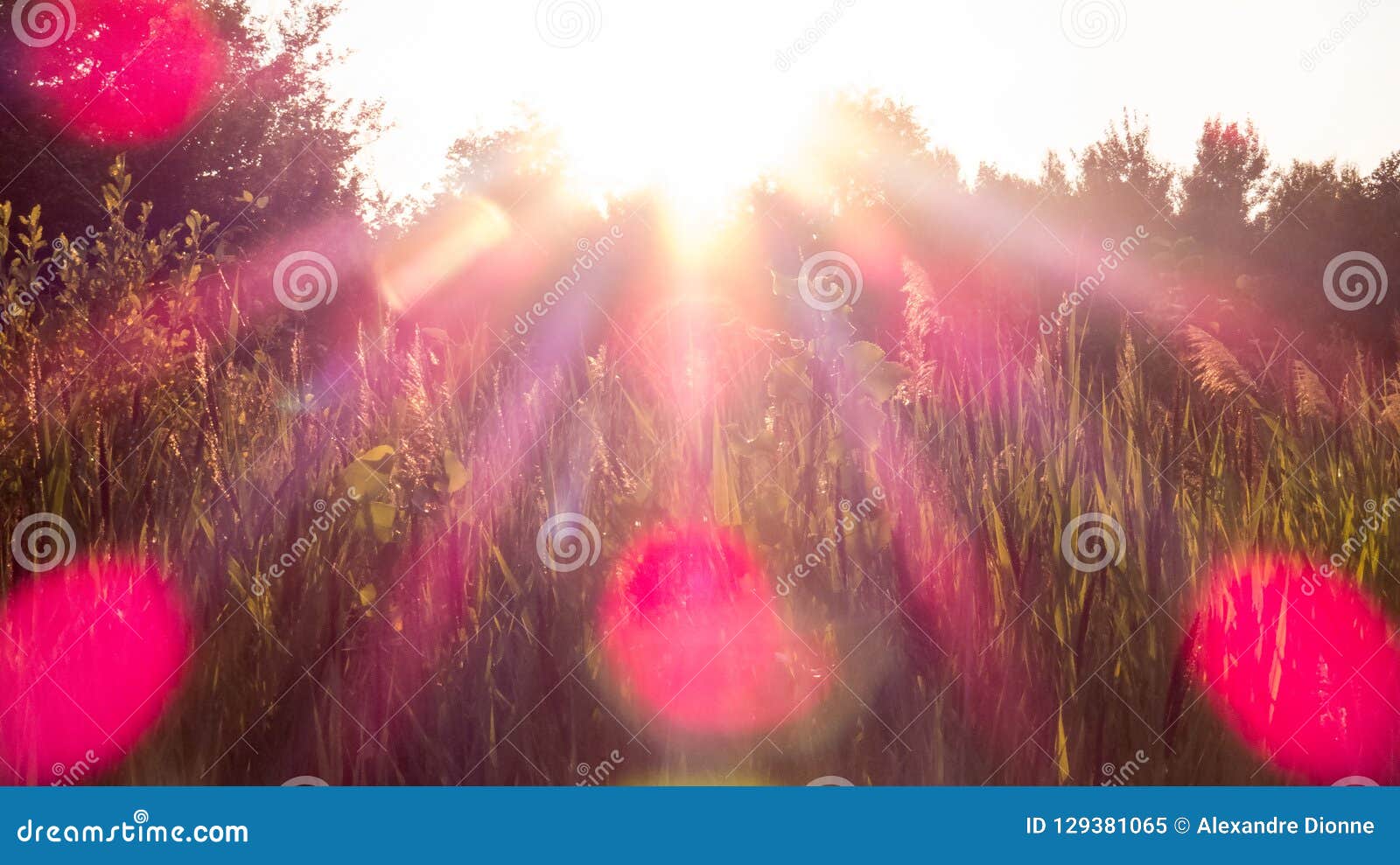 Pink Light Rays and Flares Over the Fields Stock Image - Image of ...