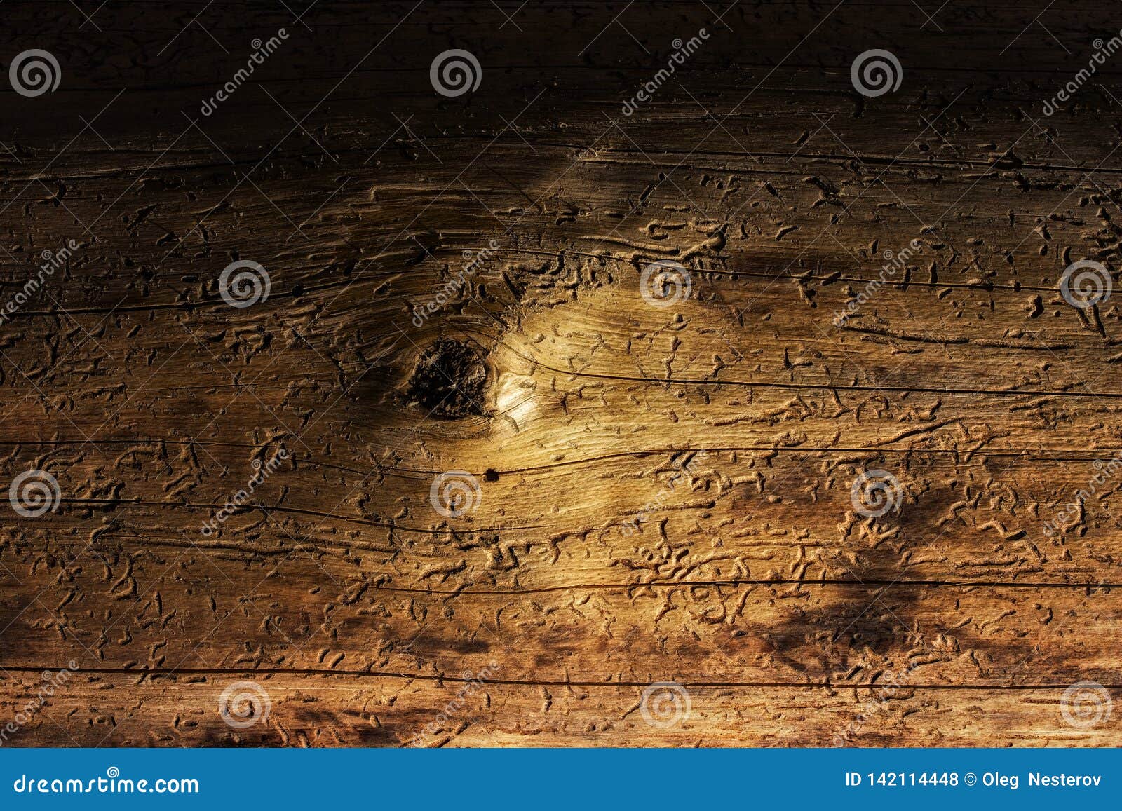 Bright Sunlight Partially Illuminates the Old Forest Log without Bark ...