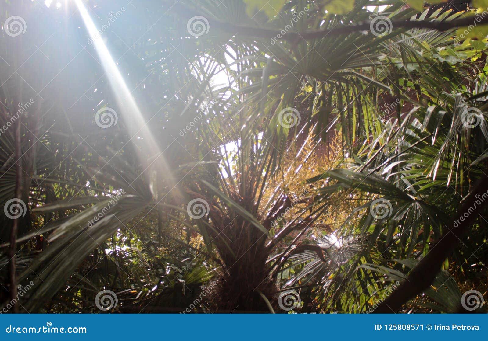 Bright Sunlight Passes through the Foliage of a Palm Tree. Stock Image ...