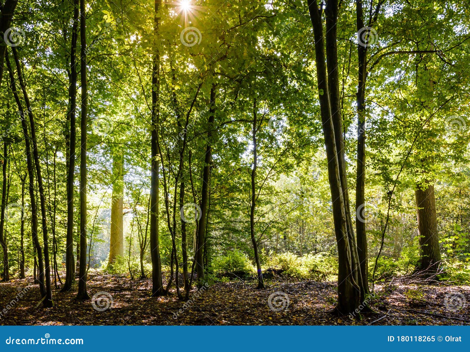 A Bright Sunny Backlight Is Illuminating The Trunk Of An Oak Tree In A ...