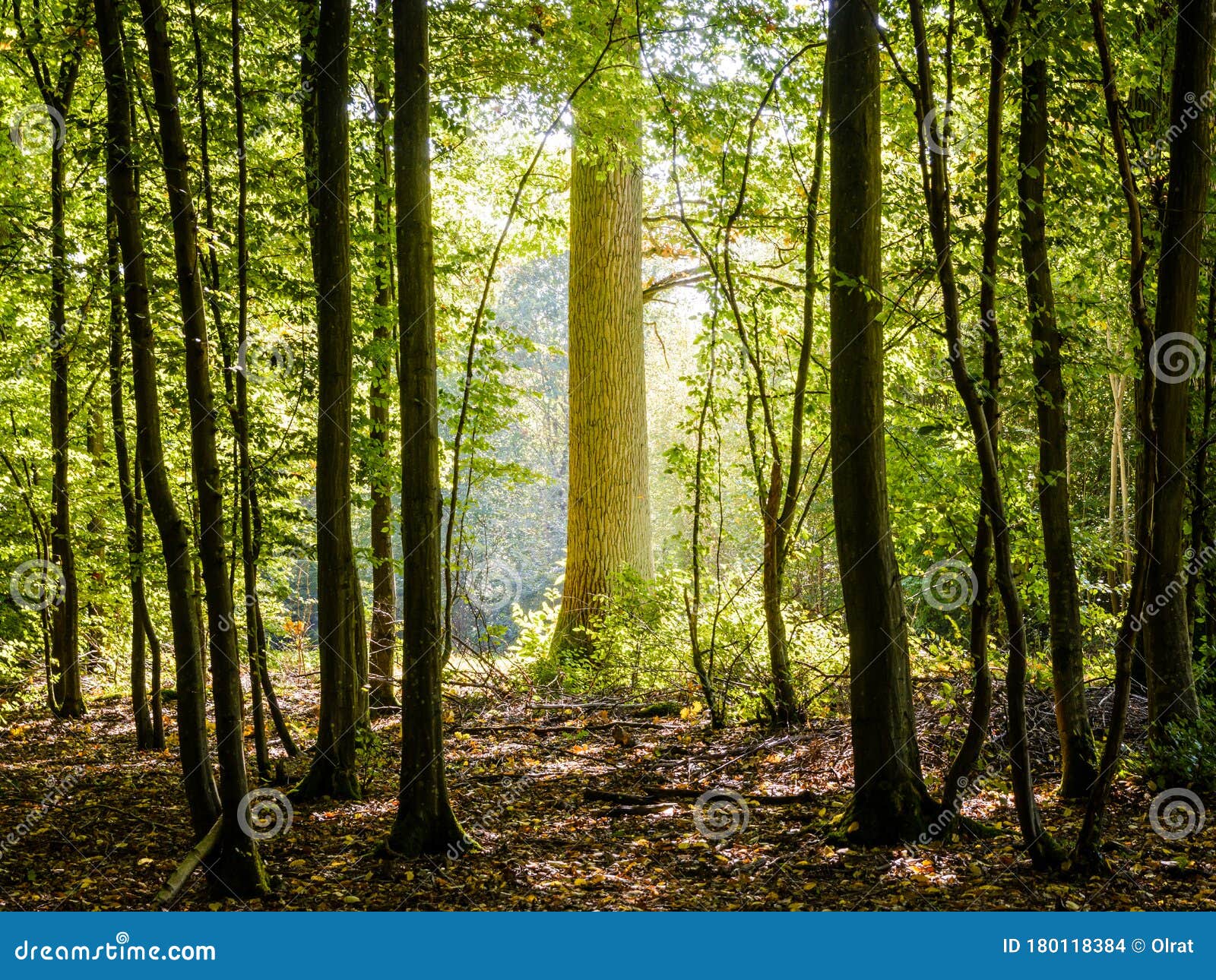 A Bright Sunny Backlight is Highlighting the Trunk of an Oak Tree in a ...