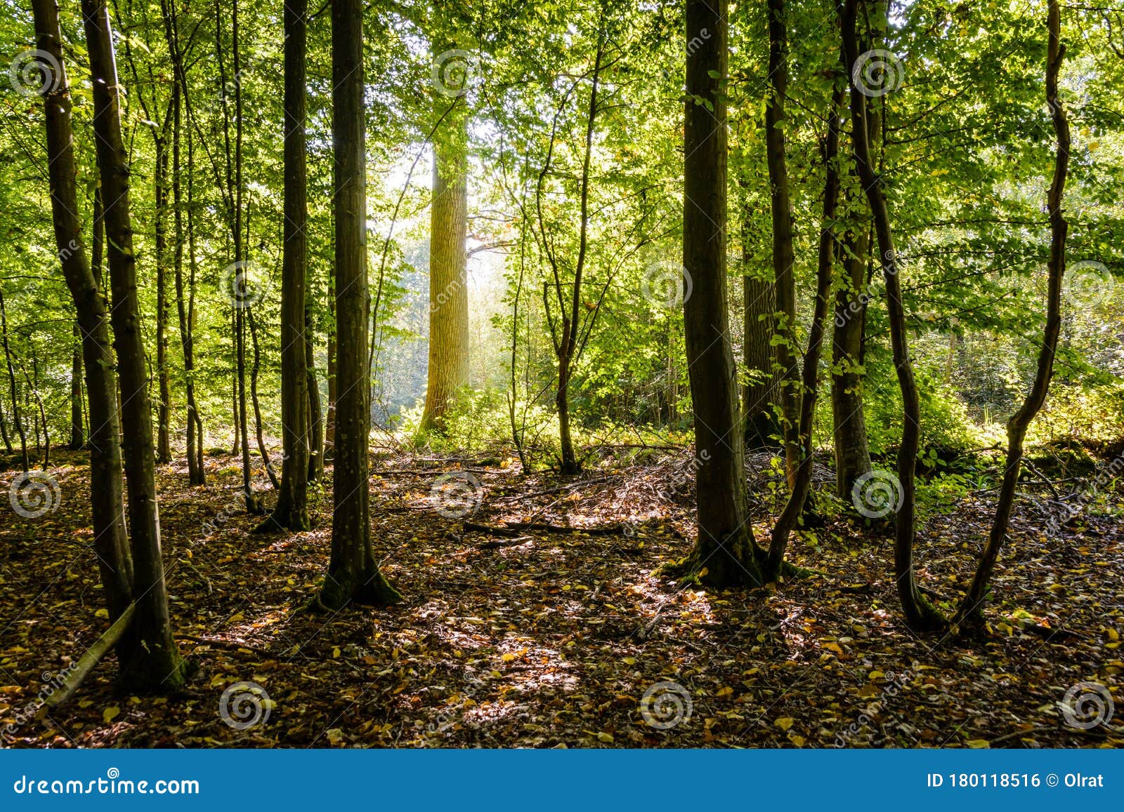 A Bright Sunny Backlight is Illuminating the Trunk of an Oak Tree in a ...