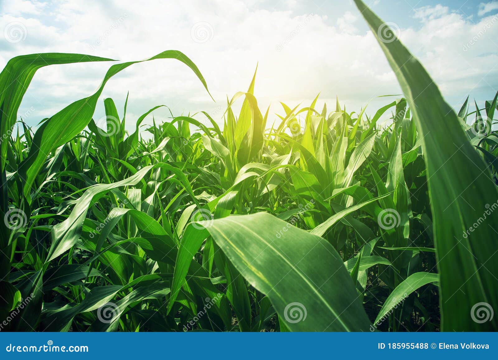 Bright and Sunny Corn Field Close-up Stock Photo - Image of harvest ...