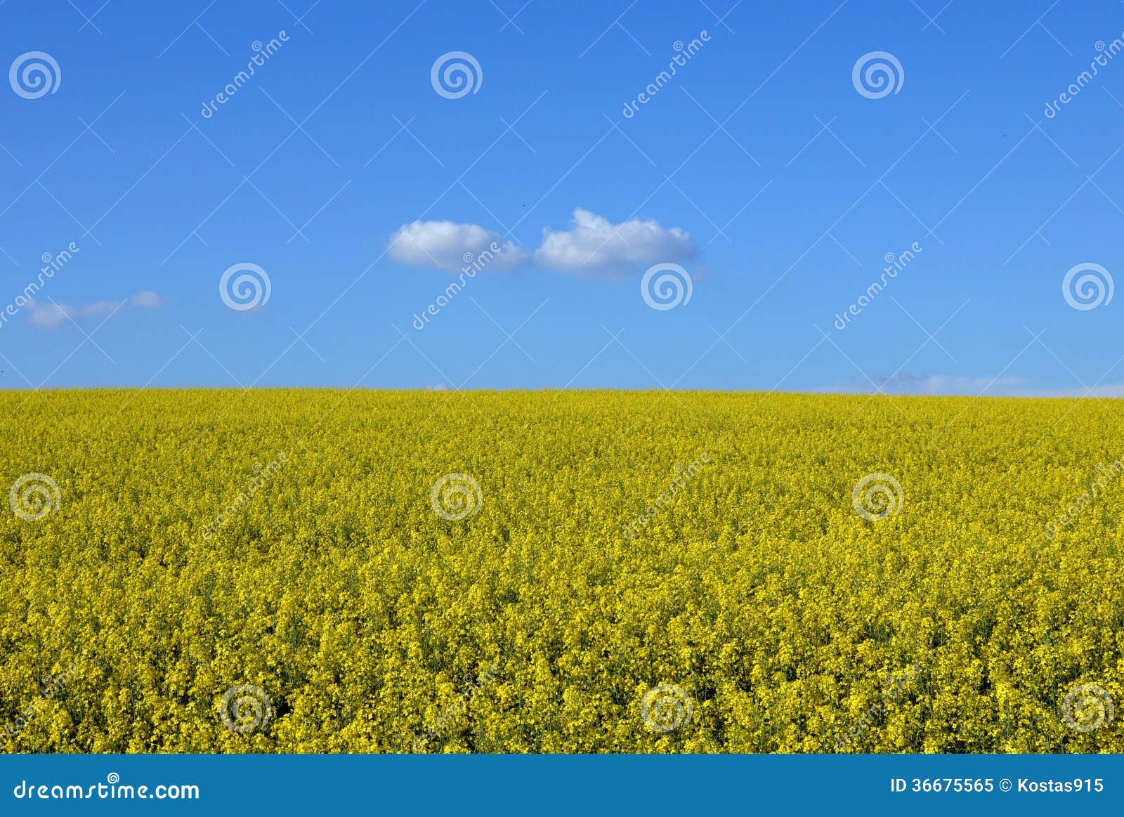 Bright Sunny Day in the Field Stock Image - Image of bright, field ...