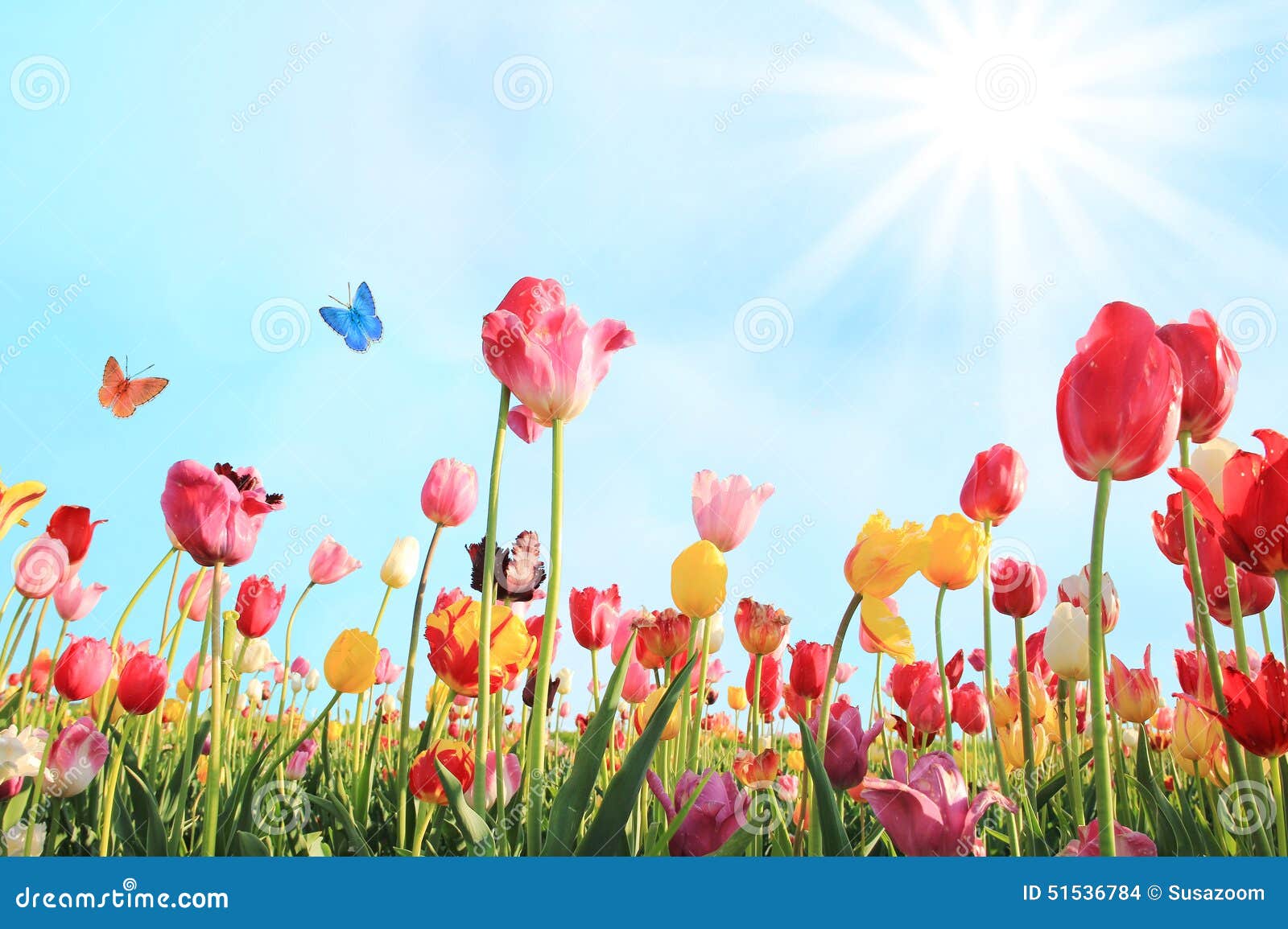 Bright Sunny Day in May with Tulip Field Stock Photo - Image of ...