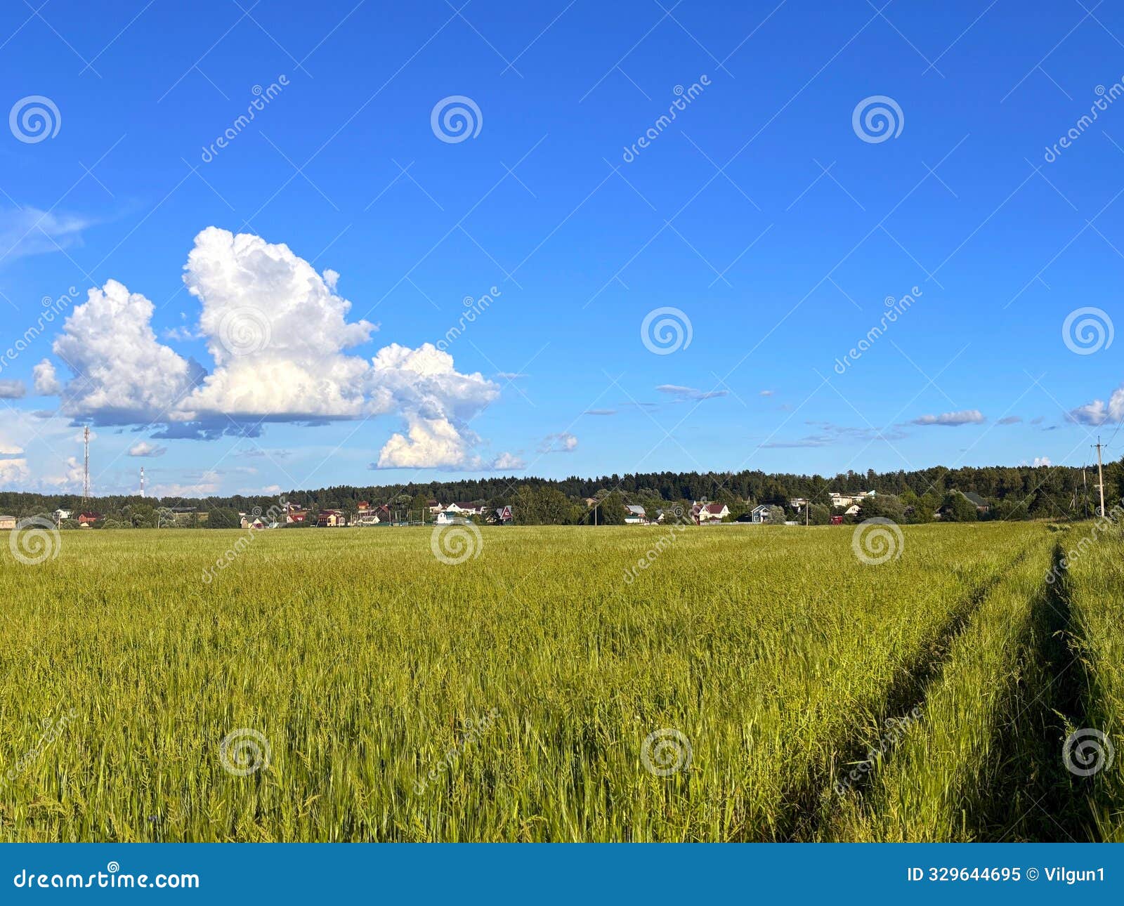 A Bright Sunny Day in the Russian Field. Russian Field in the Village ...