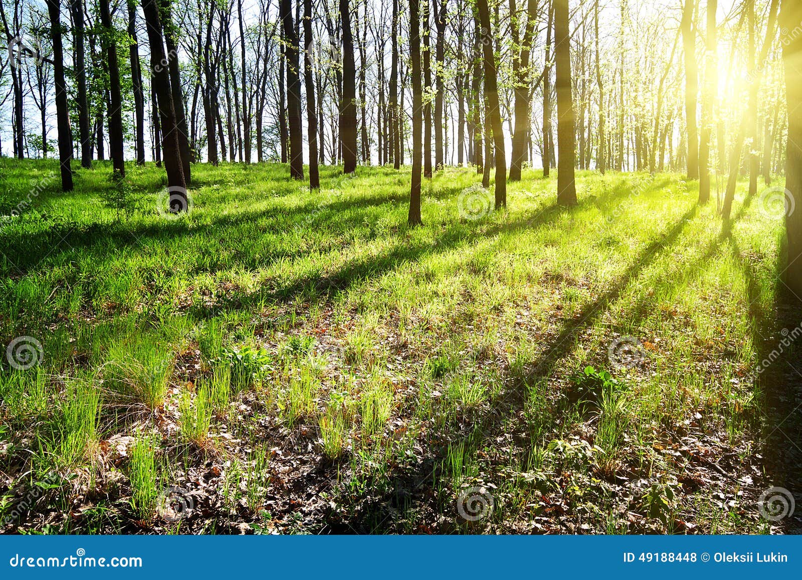 Bright Sunny Day in Spring Forest Stock Photo - Image of footpath, road ...