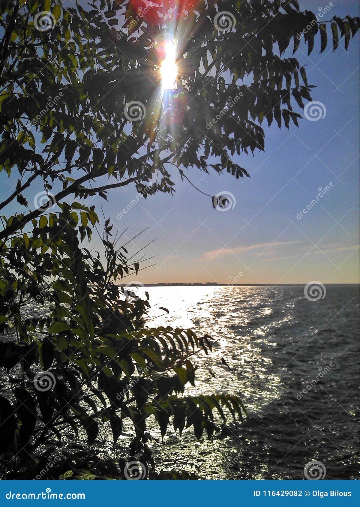 Sunny river stock photo. Image of ukraine, leaves, sunny - 116429082
