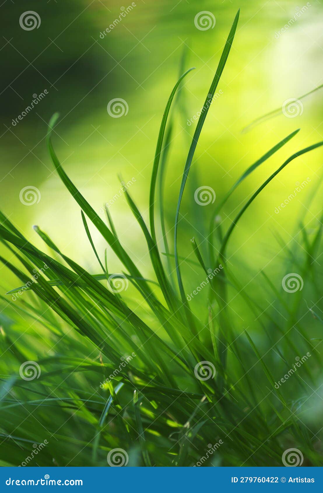 Bright Sunny Grass Background. Green Abstract Grass in the Sun Stock ...