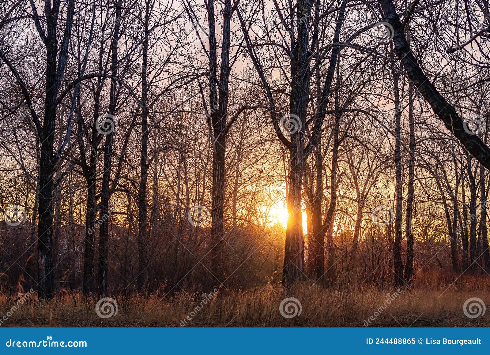Sun Glowing through Spring Trees Stock Image - Image of silhouette ...
