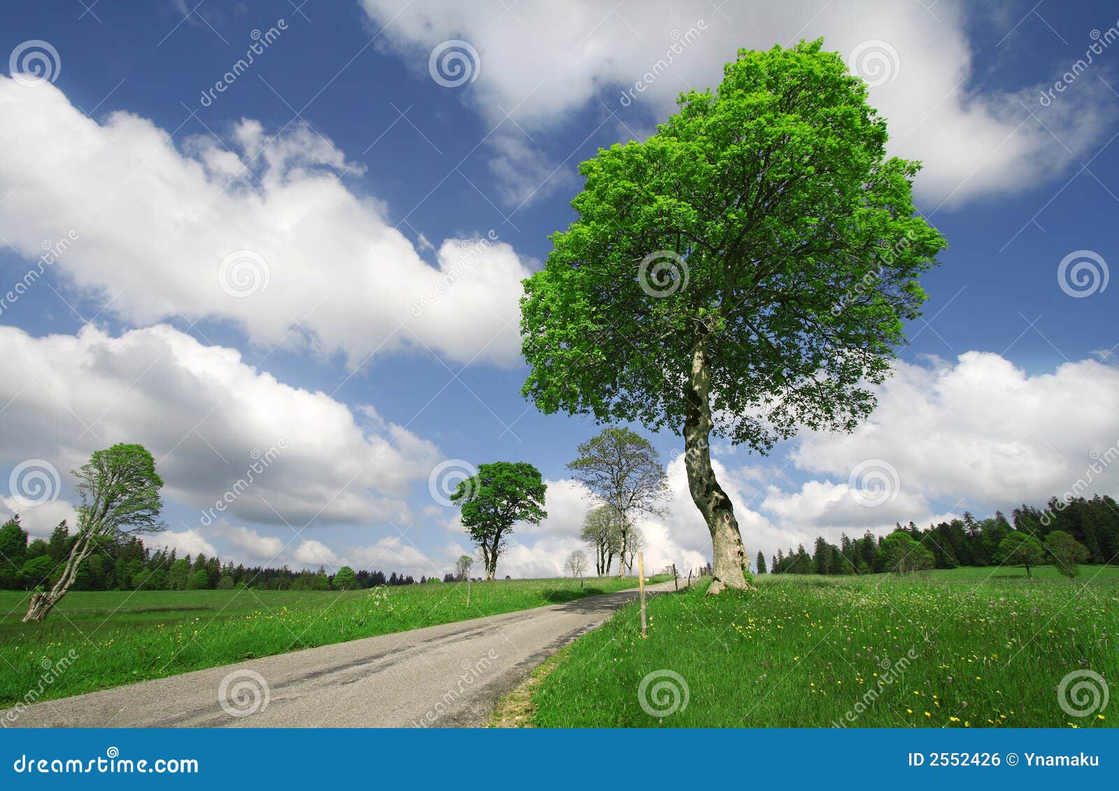 A Bright Sunny Summer Day stock photo. Image of natural - 2552426