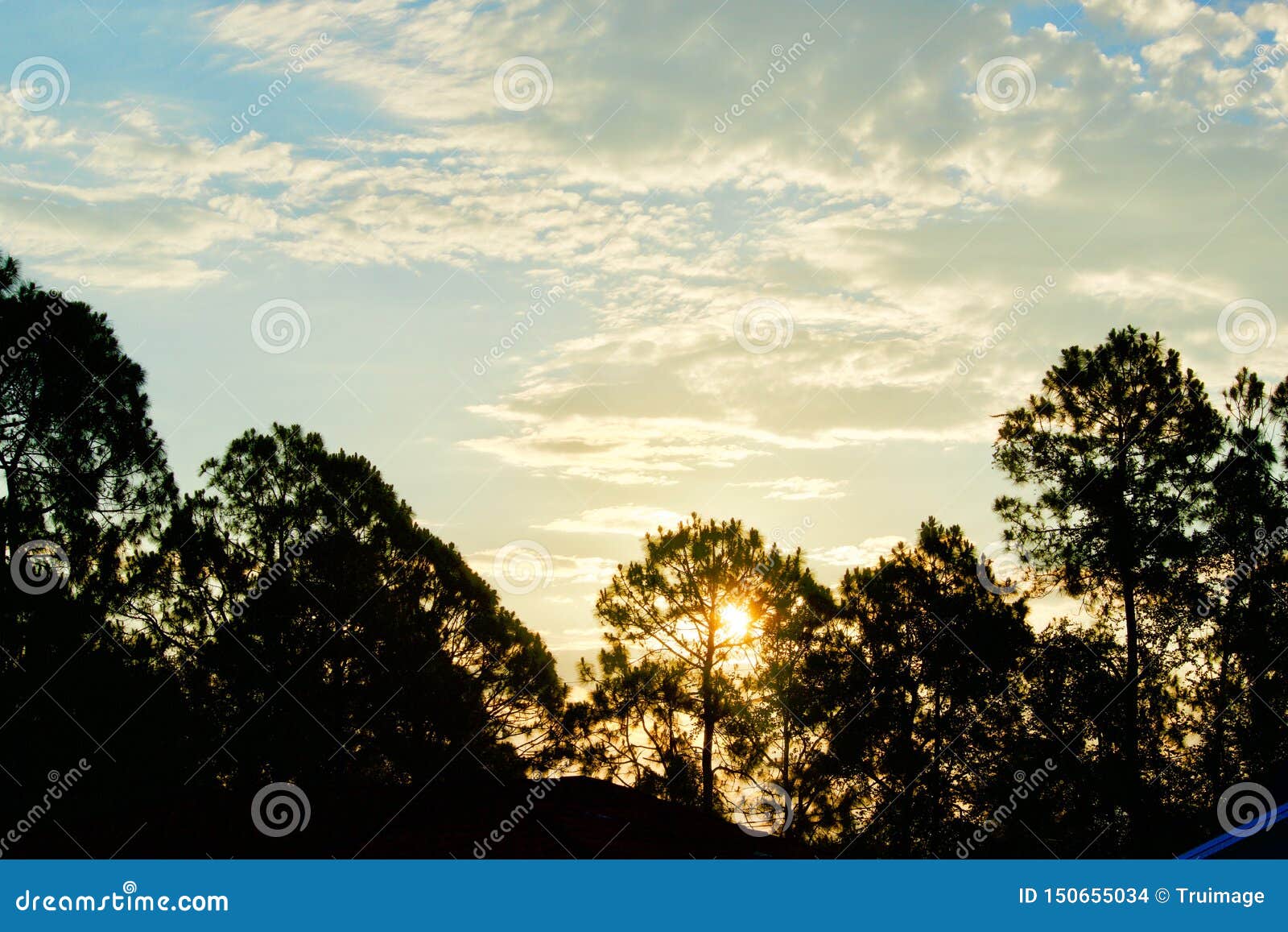 Bright Sunrise Over Tall Trees Stock Photo - Image of flying, bright ...