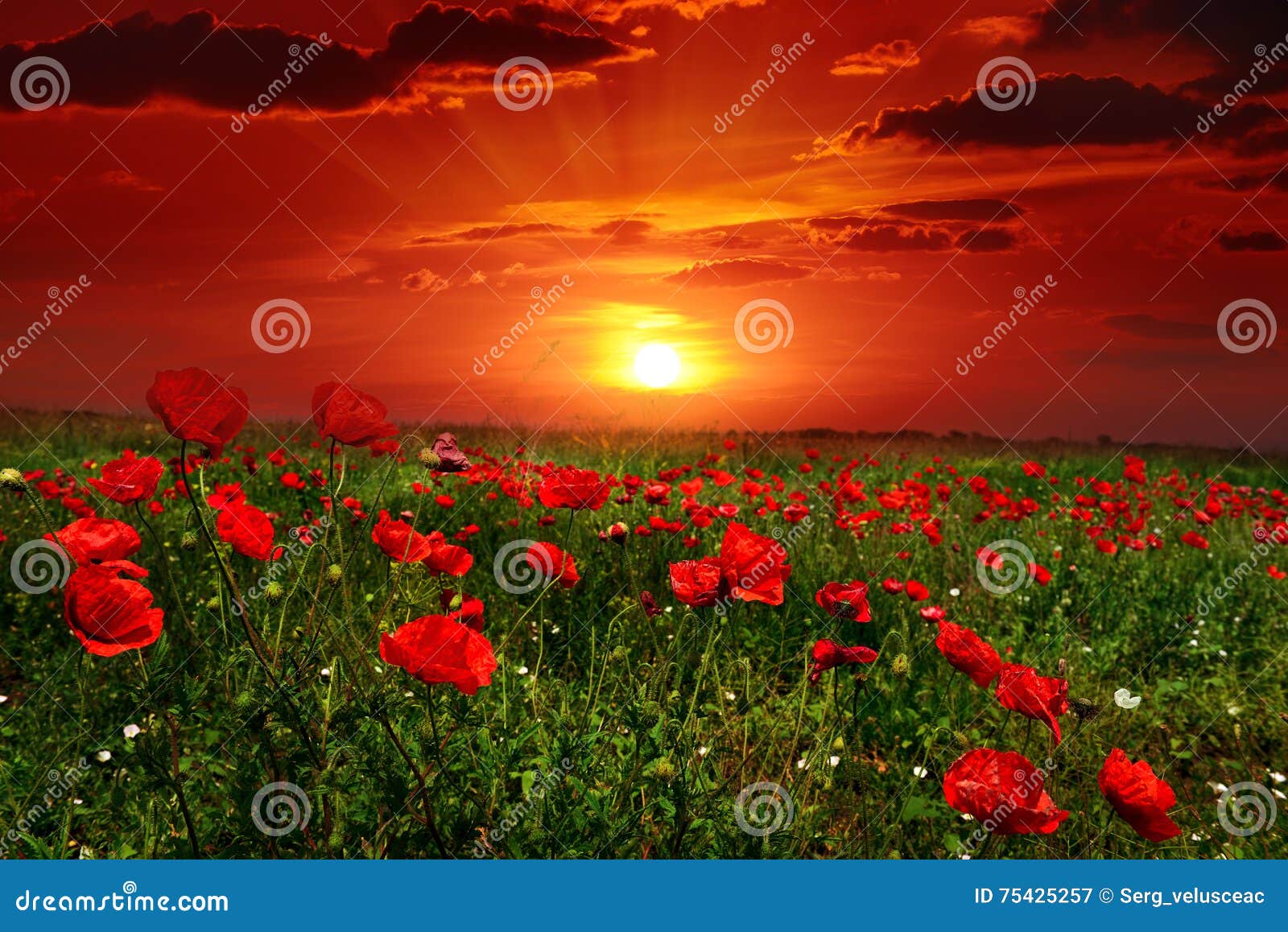Poppy Field For Anzac Background. Remembrance Day. Red Poppies Poster ...