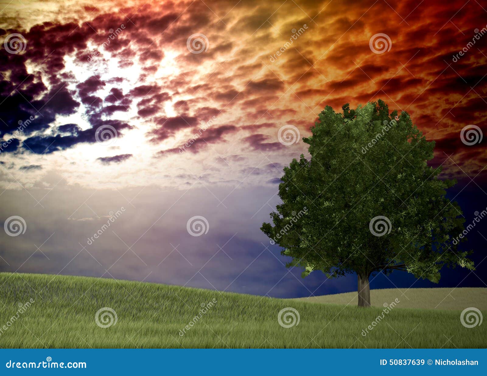 Bright Sunset Over Green Field Stock Image - Image of plant, lawn: 50837639