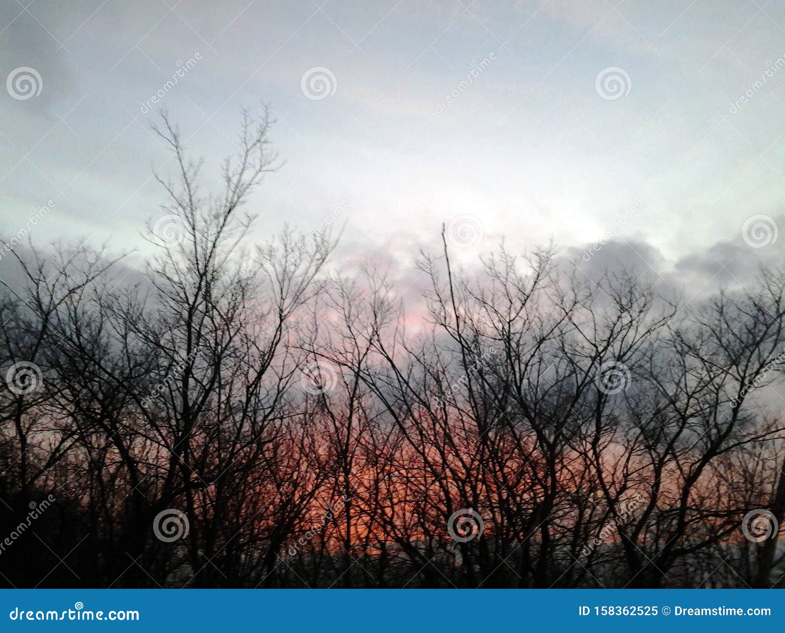 Sunset sky with tree tops stock image. Image of gray - 158362525