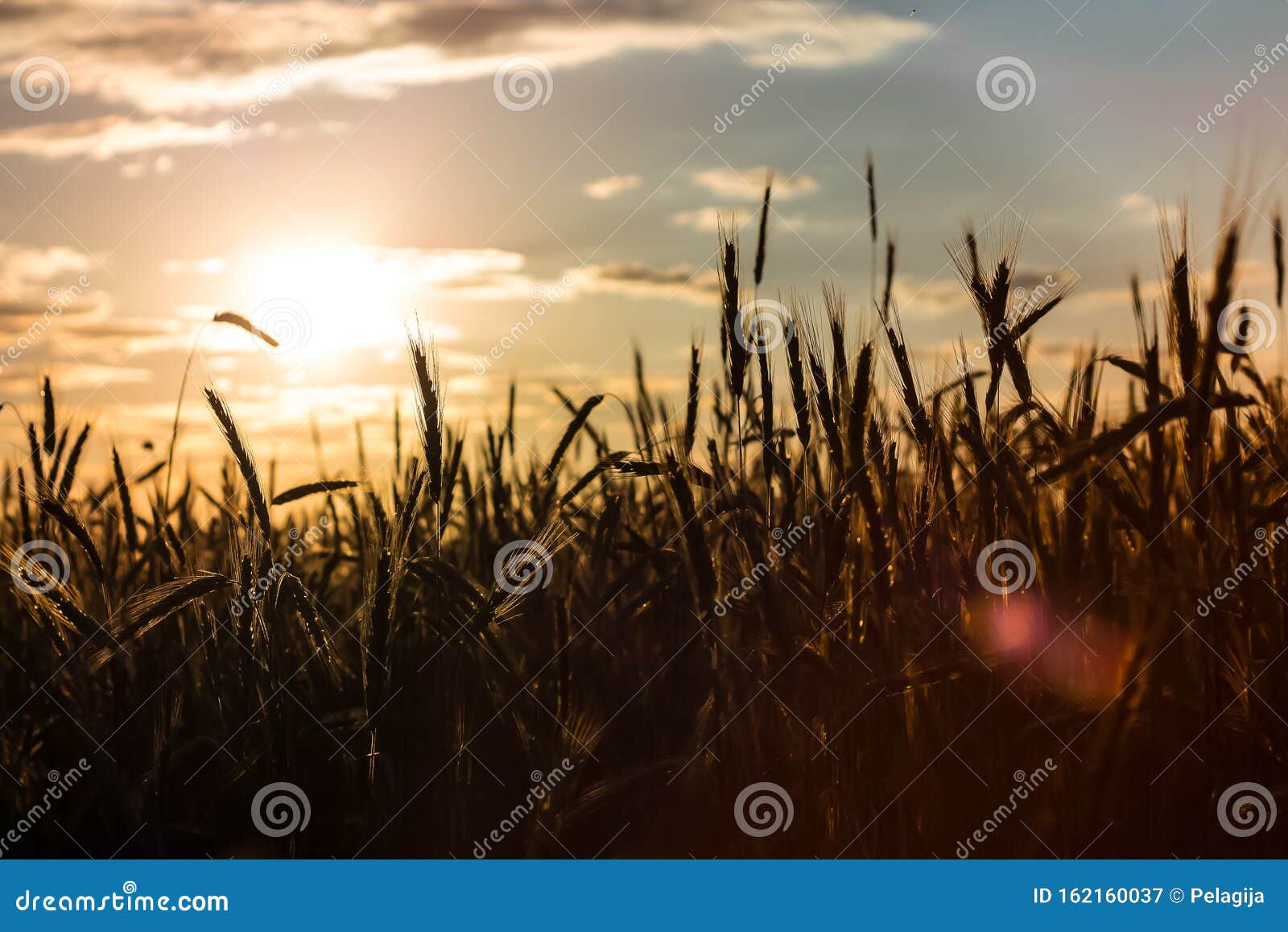 Bright Sunset, Sun Setting Over the Horizon, Beautiful View Stock Image ...