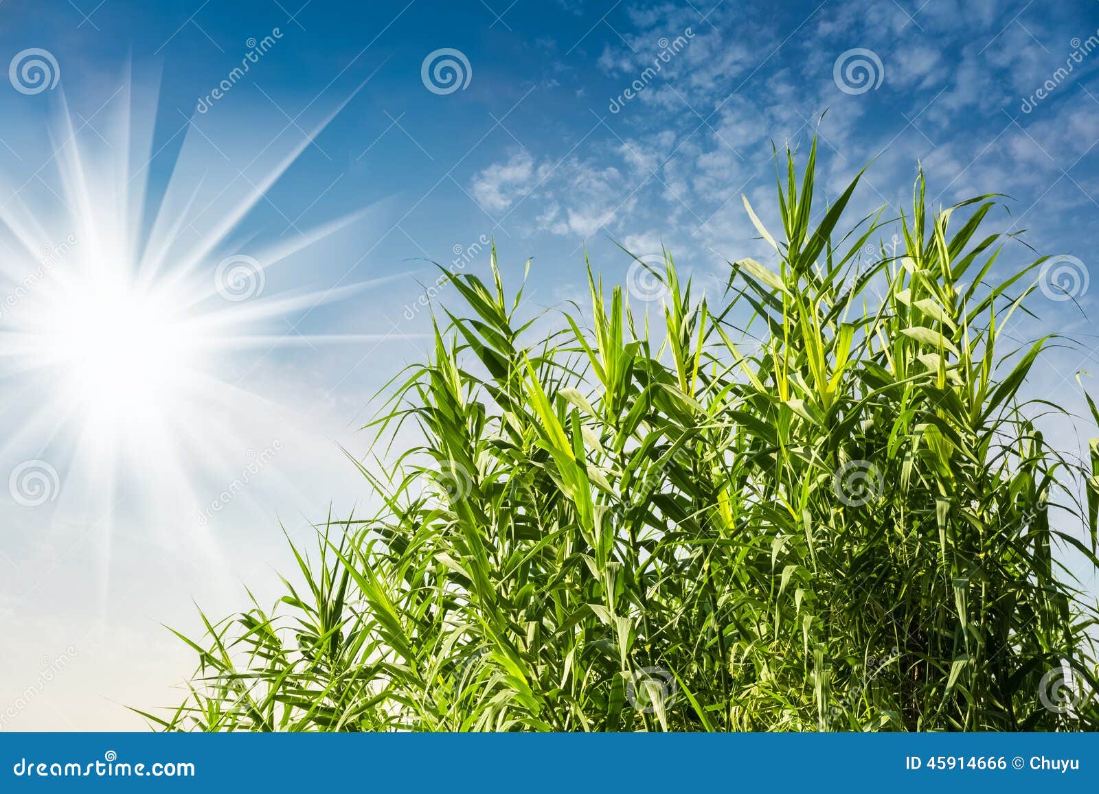 Bright Sunshine and Fresh Green Grass Stock Photo - Image of nature ...