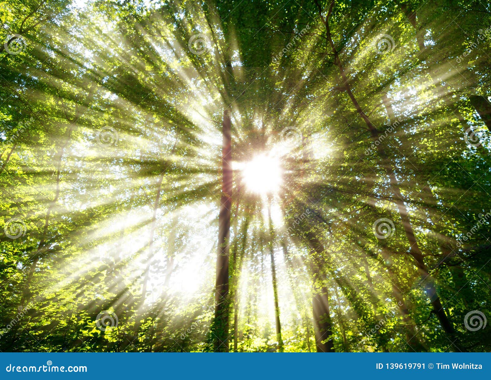 Bright Sunshine through Tree Stock Image - Image of light, beauty ...