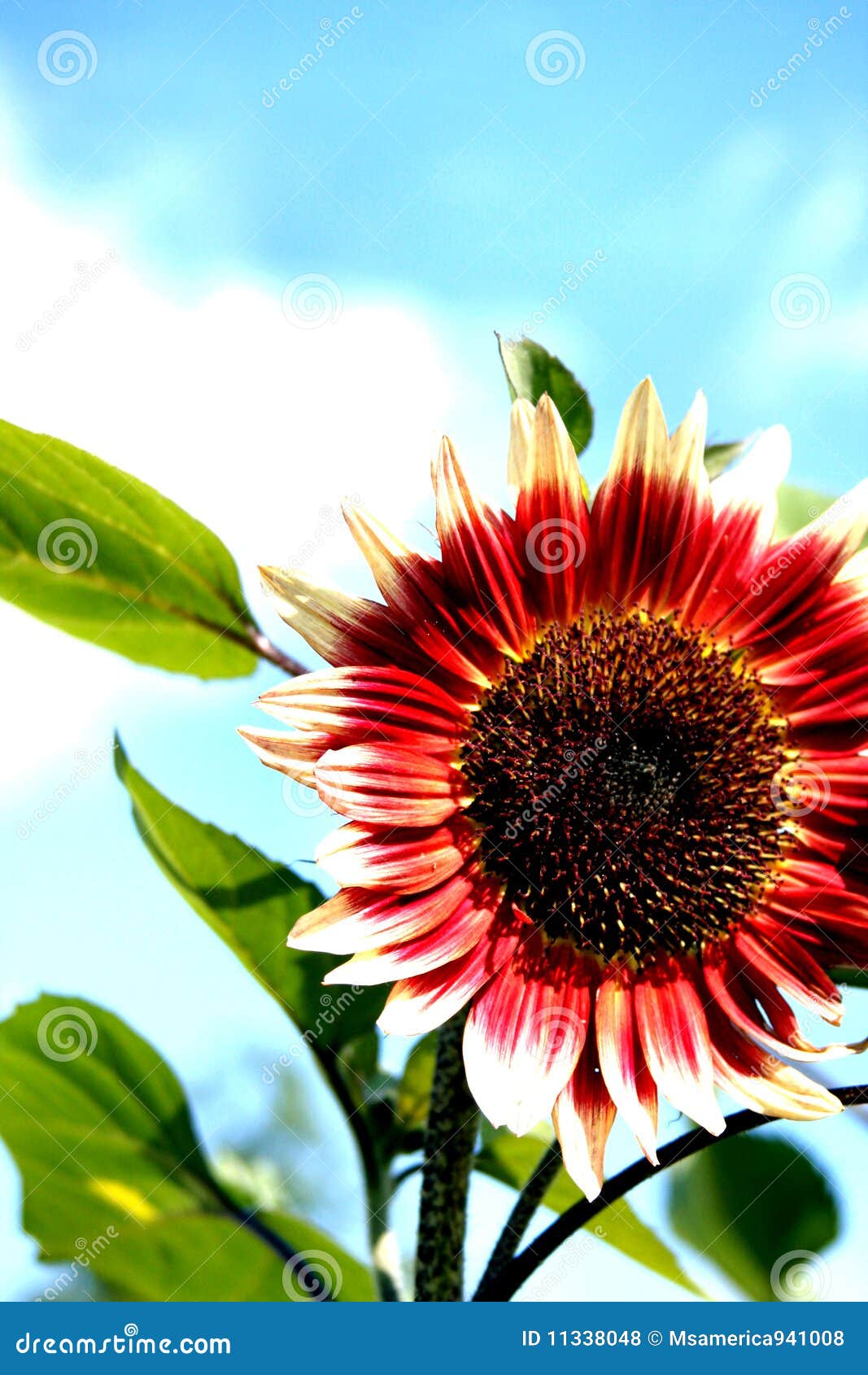 Bright Sunshiny Day! stock photo. Image of achieve, petal - 11338048