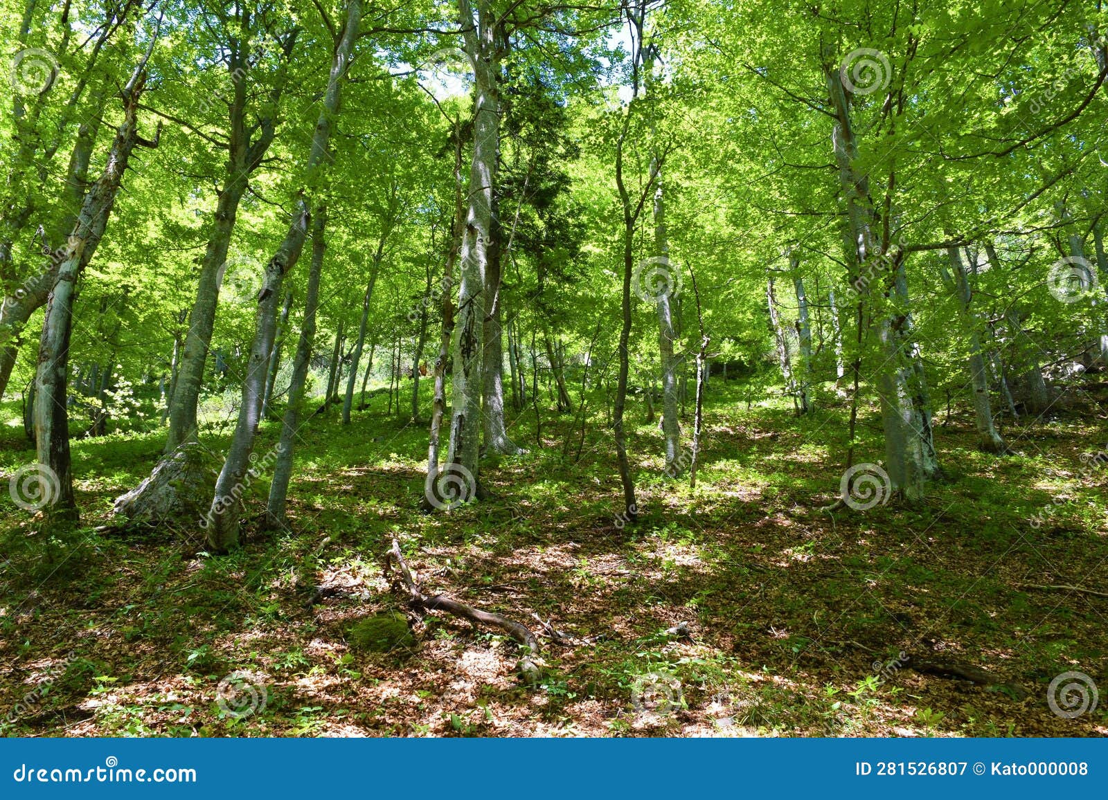 Bright Temperate, Deciduous, Broadleaf European Beech (Fagus Sylvatica ...