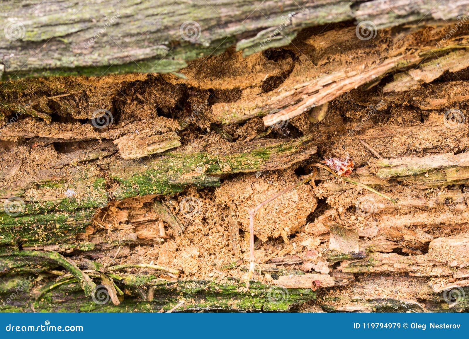 Bright Texture of a Dry Tree Bitten by Insects and with Moss on the ...