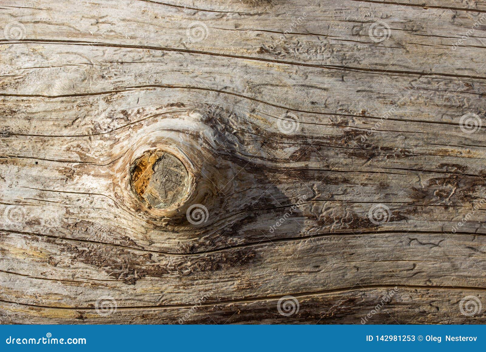 Bright Texture of an Old Forest Log without Bark with Thin Dark Cracks ...