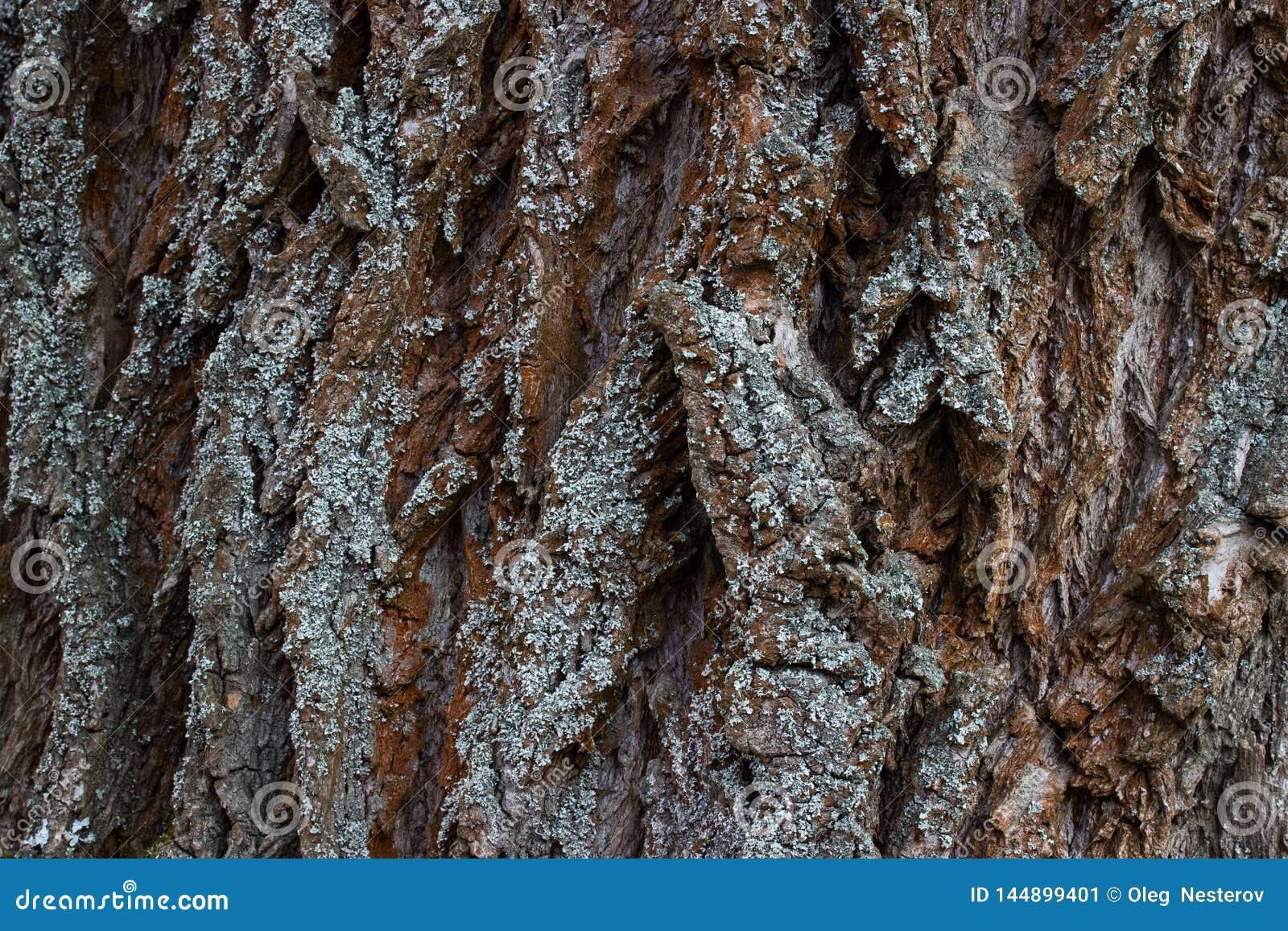 Bright Texture of Tree Bark with Beautiful Patterns on a Smooth Surface ...