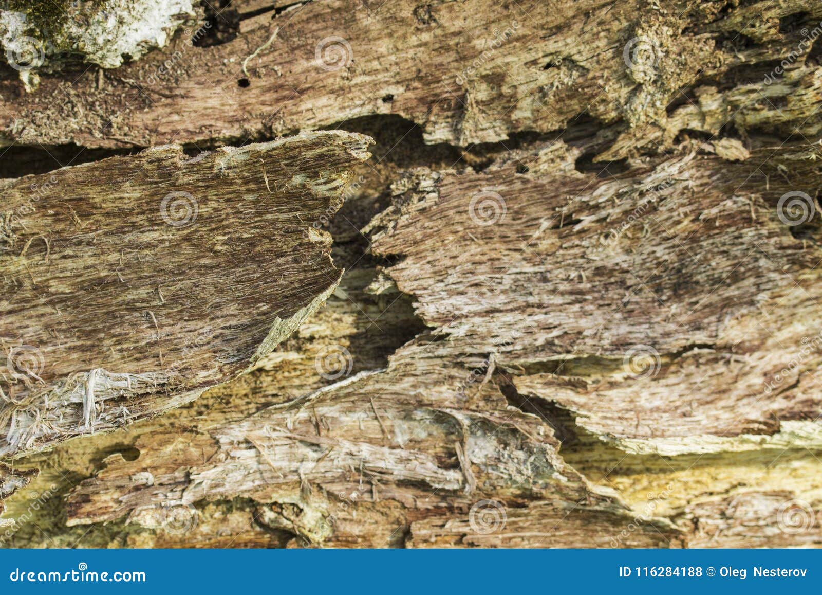 Bright Texture of a Tree Trunk Closeup Stock Photo - Image of ...