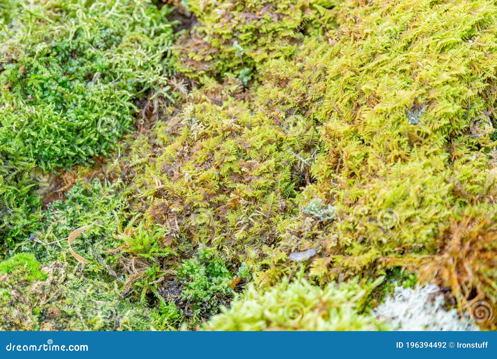 Fancy Vivid Natural Moss Pattern Stock Photo - Image of grass, wild ...