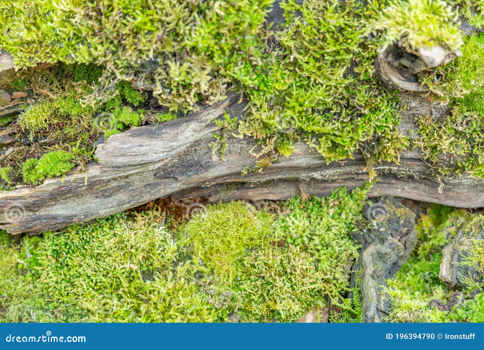 Fancy Vivid Natural Moss Pattern Stock Photo - Image of park, outdoors ...