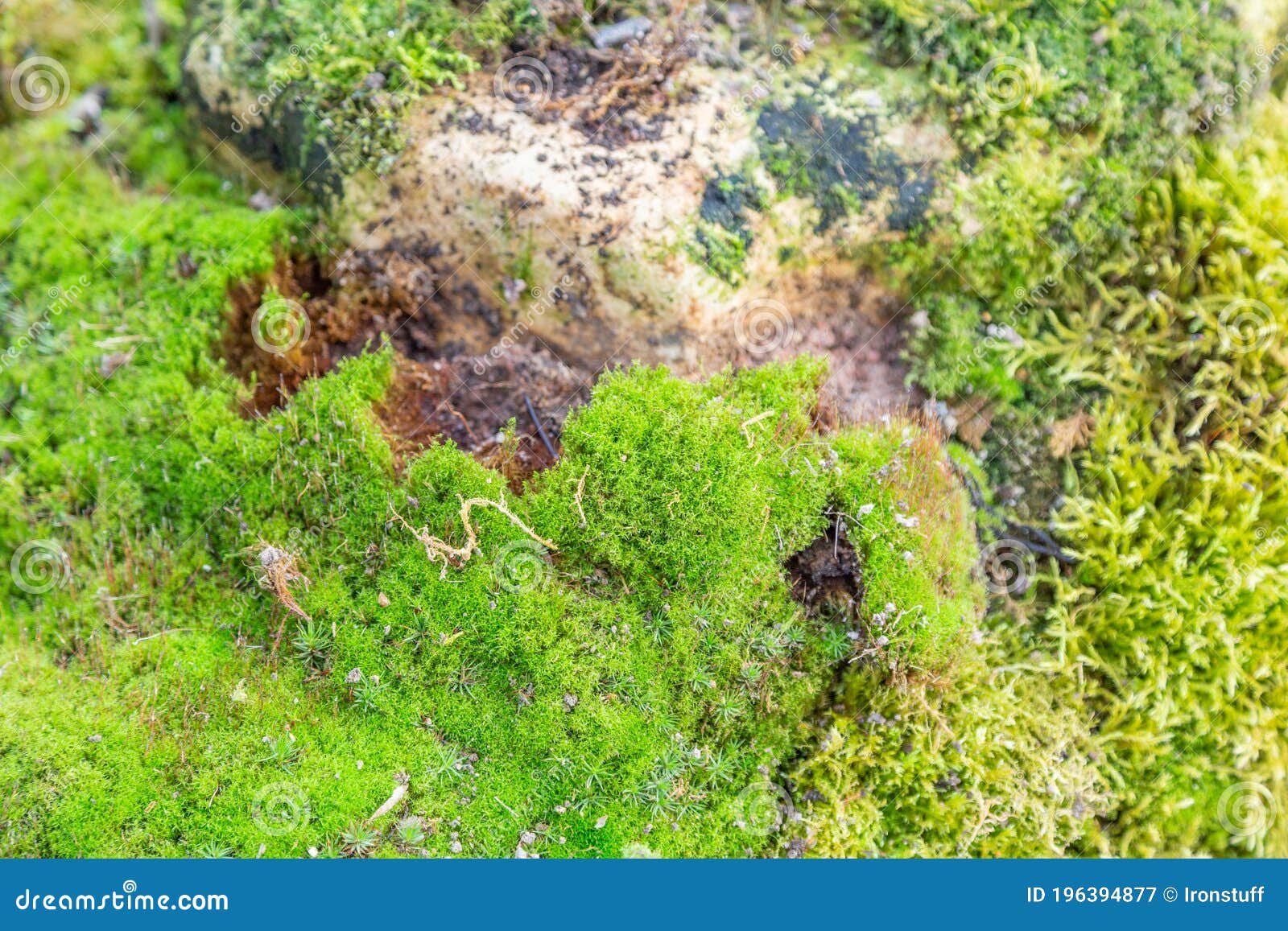 Fancy Vivid Natural Moss Pattern Stock Image - Image of forest, moss ...