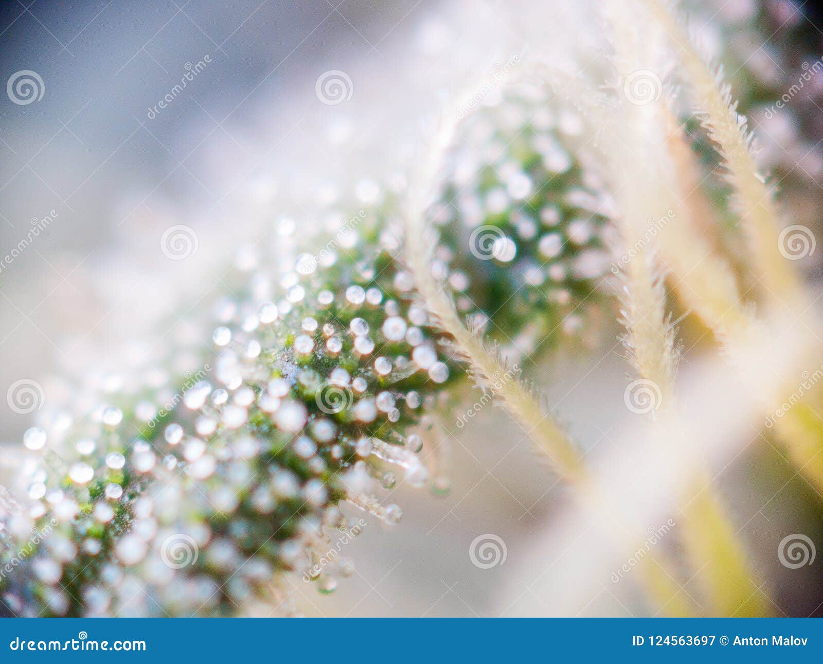 Bright Marijuana Trichomes on Green Leafs Stock Image - Image of hemp ...
