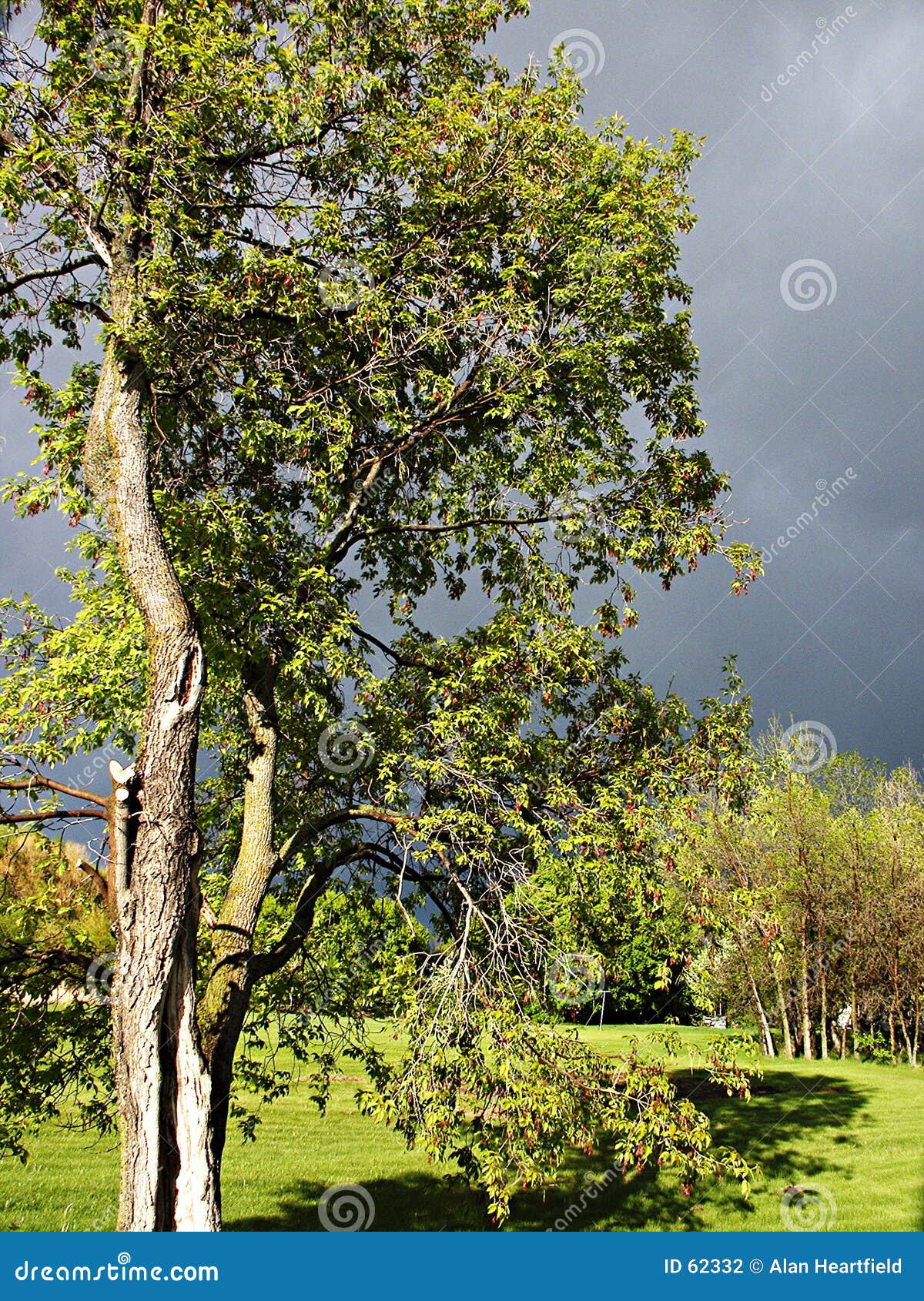 Bright tree stock photo. Image of bright, storm, sunlight - 62332