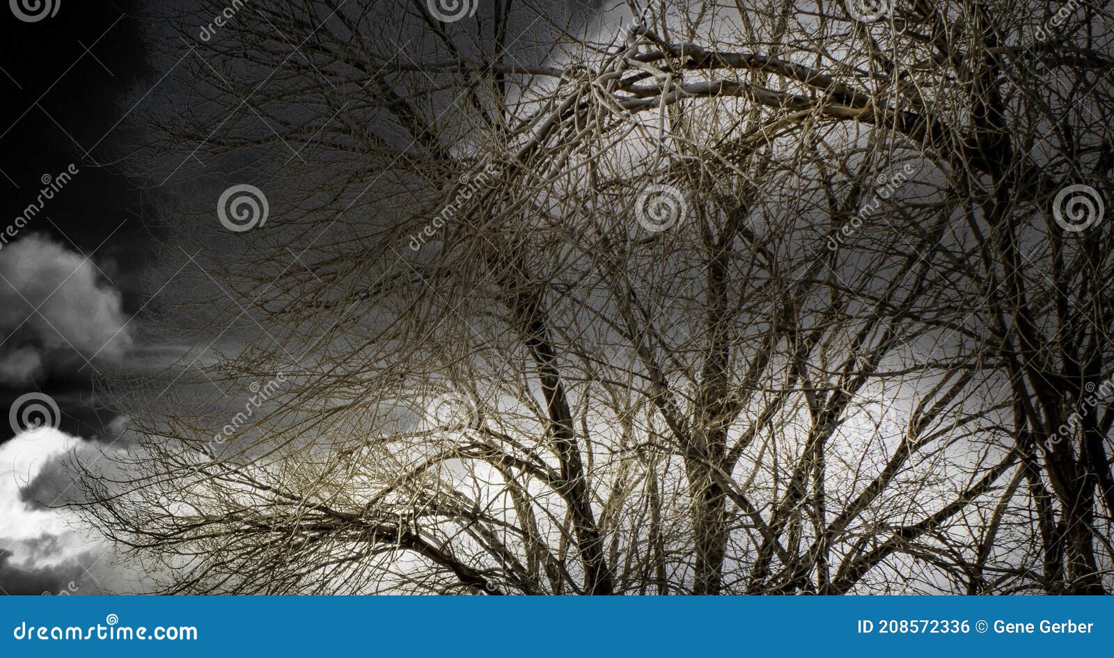 Bright Tree, Bright Cloud, and Dark Background Stock Photo - Image of ...