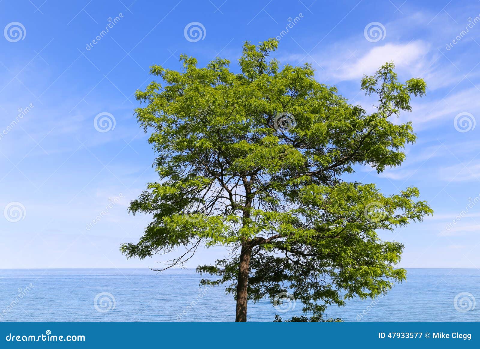 Bright Tree near the Sea stock image. Image of color - 47933577