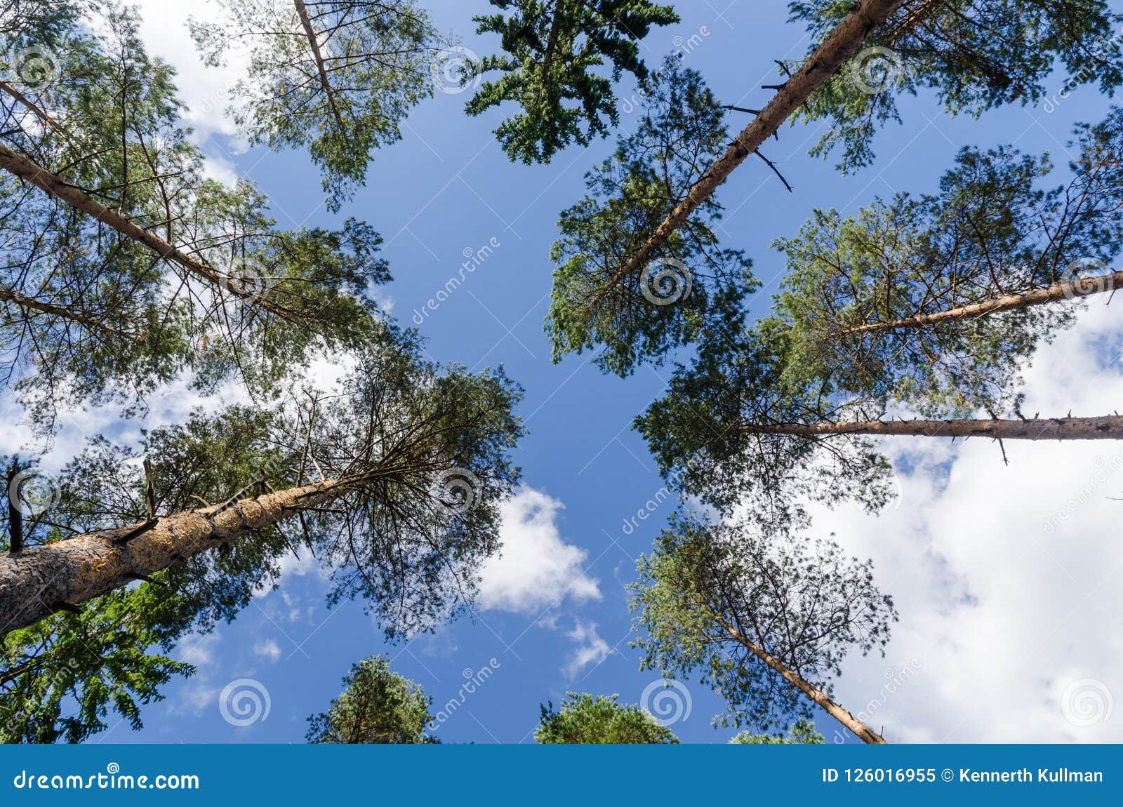 Bright Tree Tops from Low Perspective Stock Image - Image of crowns ...
