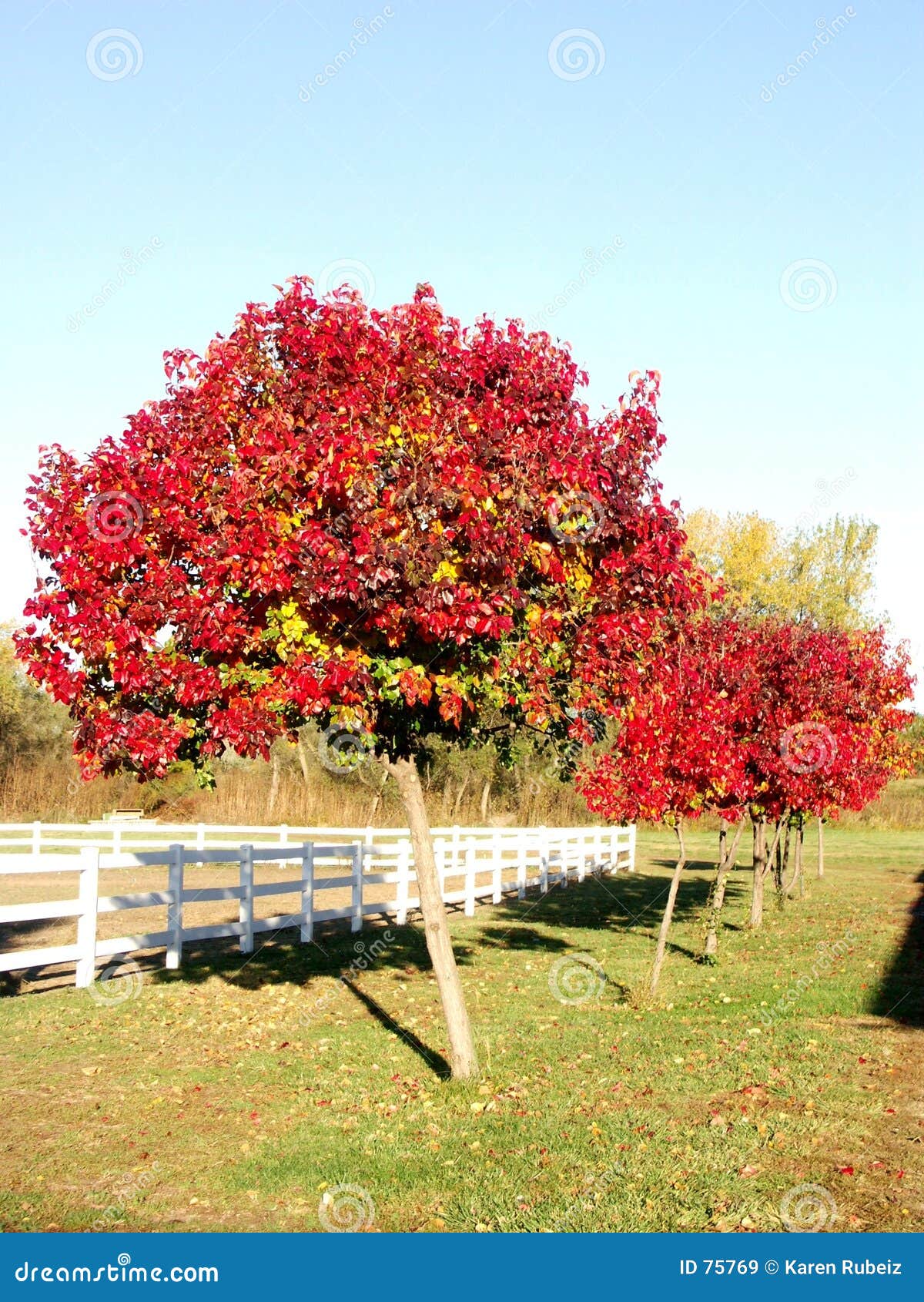 Bright trees stock image. Image of trunk, fence, grass, nebraska - 75769