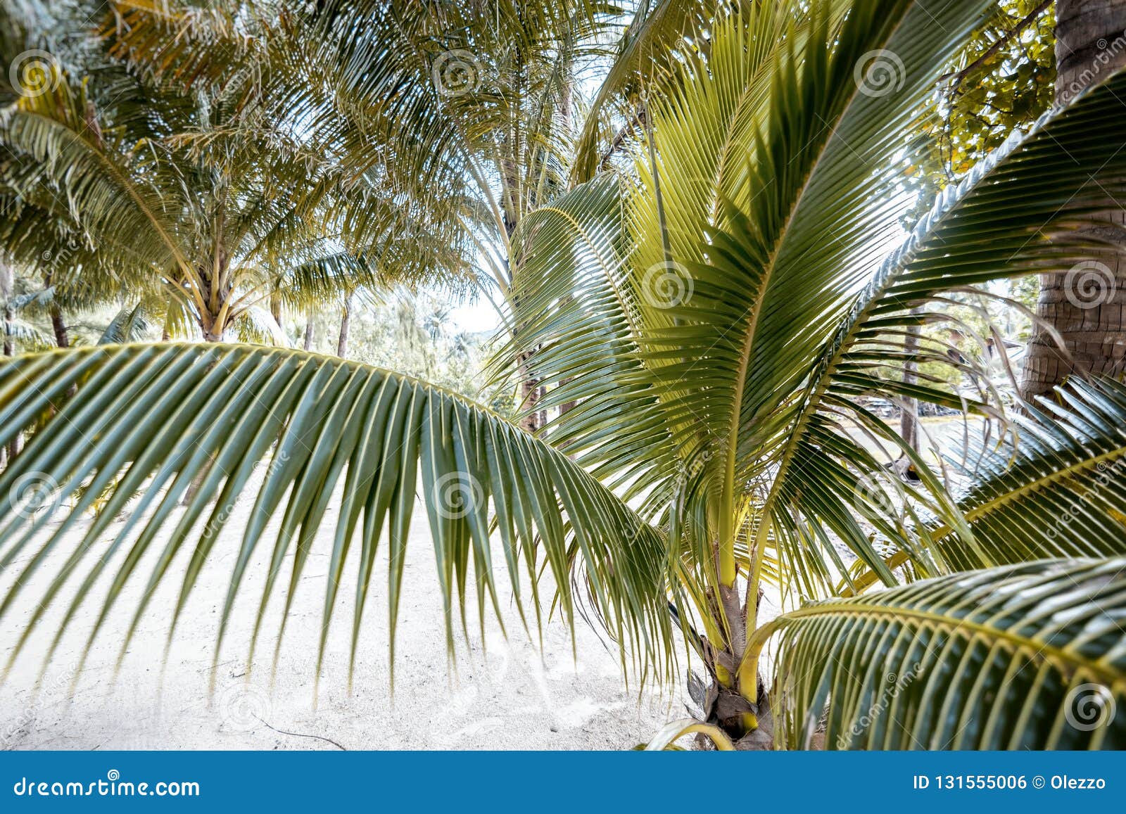 Bright Tropical Background and Texture, Palm Tree Closeup, Holidays in ...