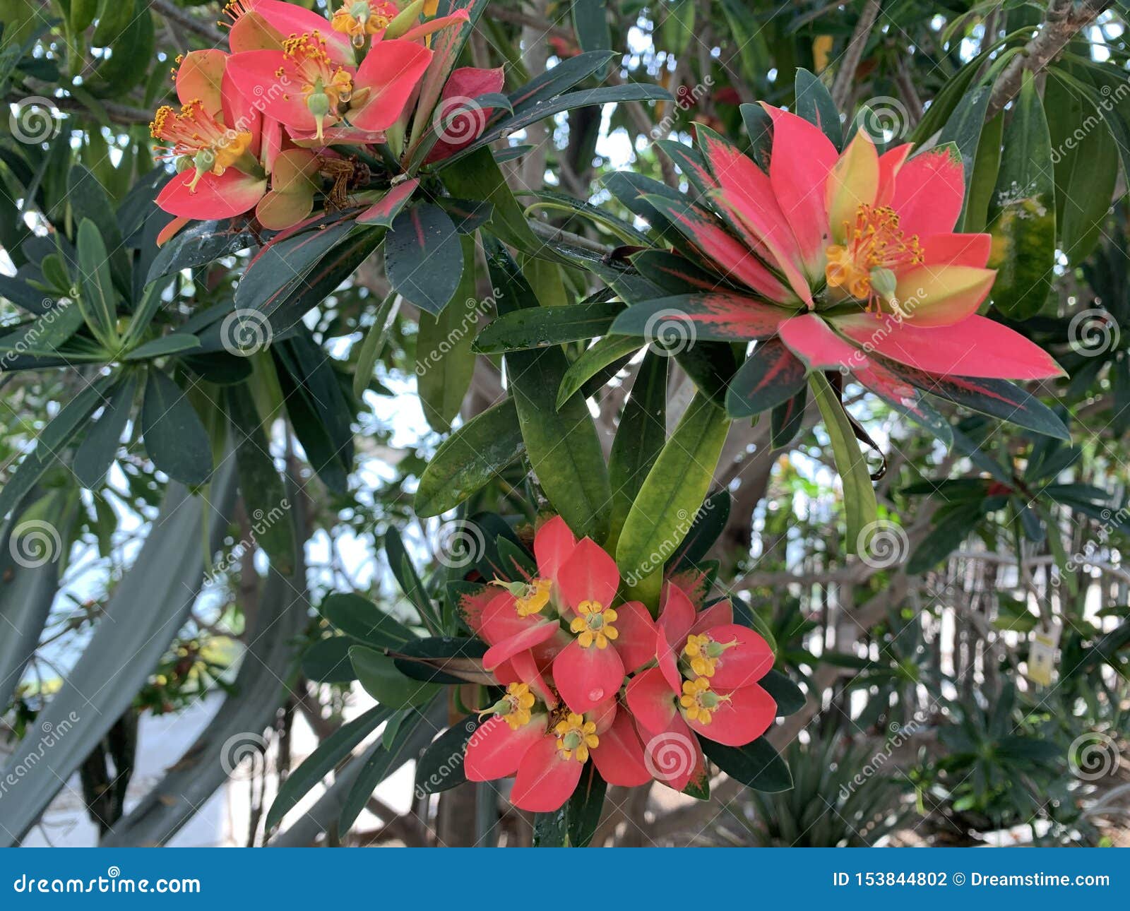 Bright tropical flowers stock photo. Image of blossom - 153844802