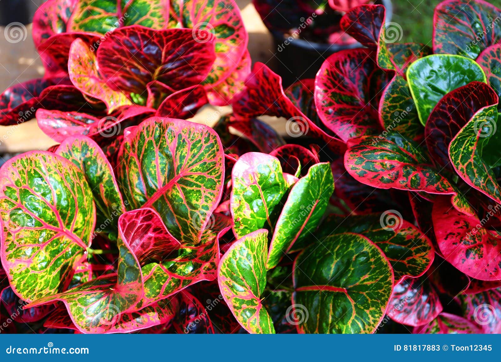 Bright tropical plant. stock image. Image of colour, variegatum - 81817883